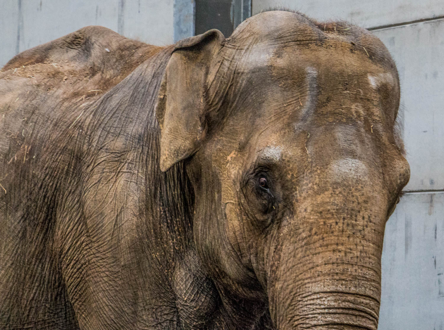 Kate’s moved in! – Project Elephant | Blackpool Zoo