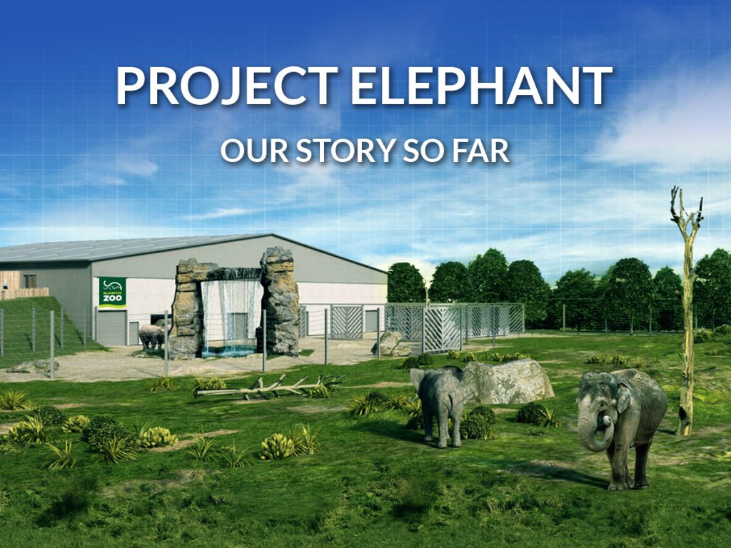 Project Elephant – Our story so far – Project Elephant | Blackpool Zoo