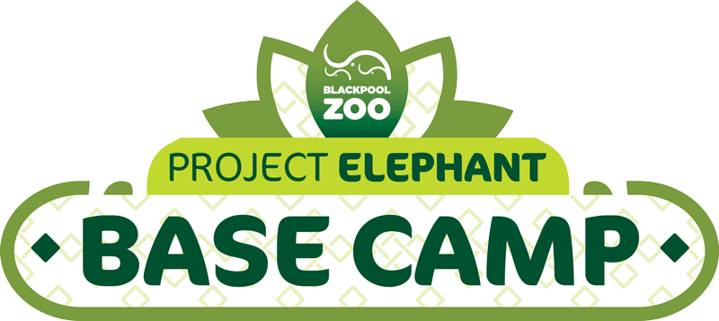 Project Elephant | Blackpool Zoo – For a future where elephants thrive ...