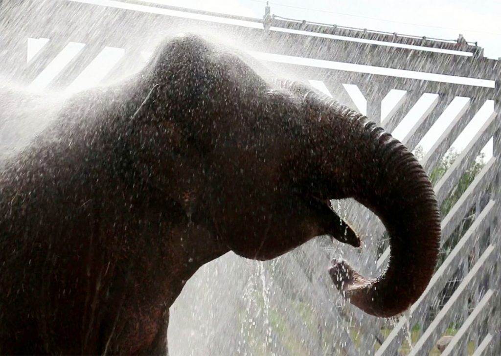 Making use of the Water Cannon – Project Elephant | Blackpool Zoo